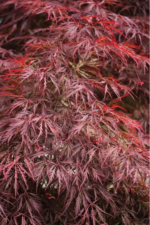 Clearance Alert: Shop the Ideal Firefall Lace Leaf Japanese Maple - 1 ...